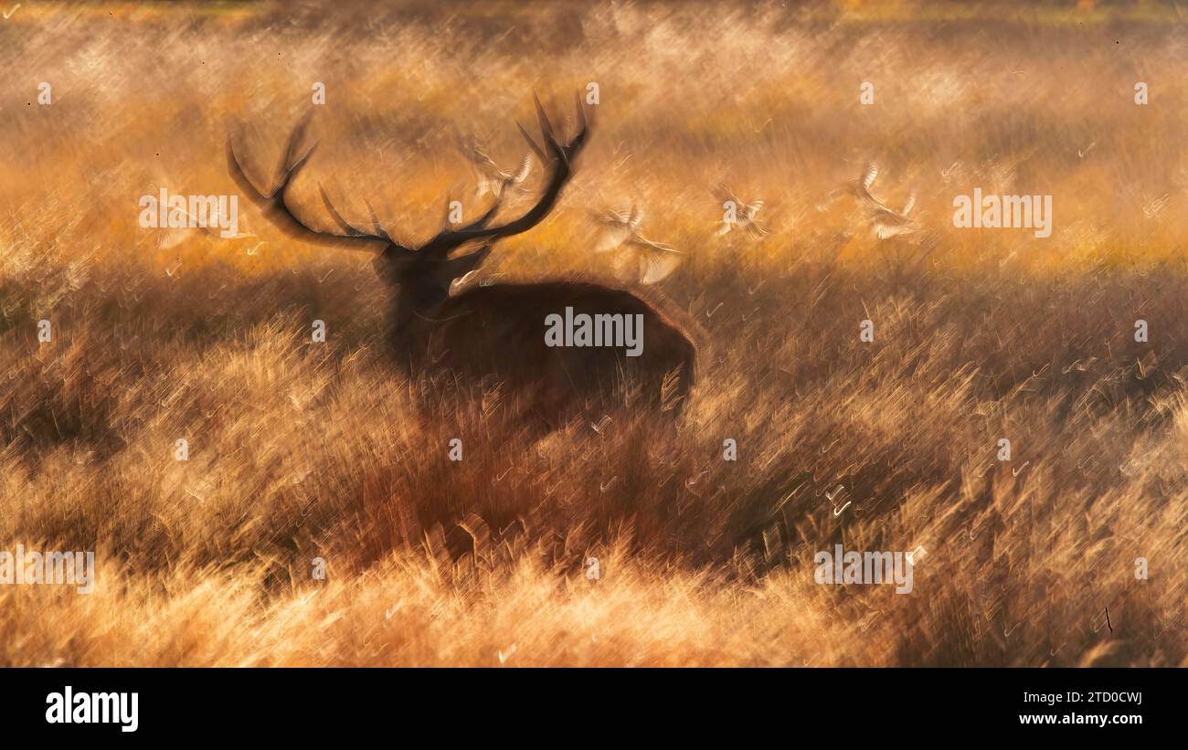 A powerful red deer stag stands amidst tall golden grasses ...