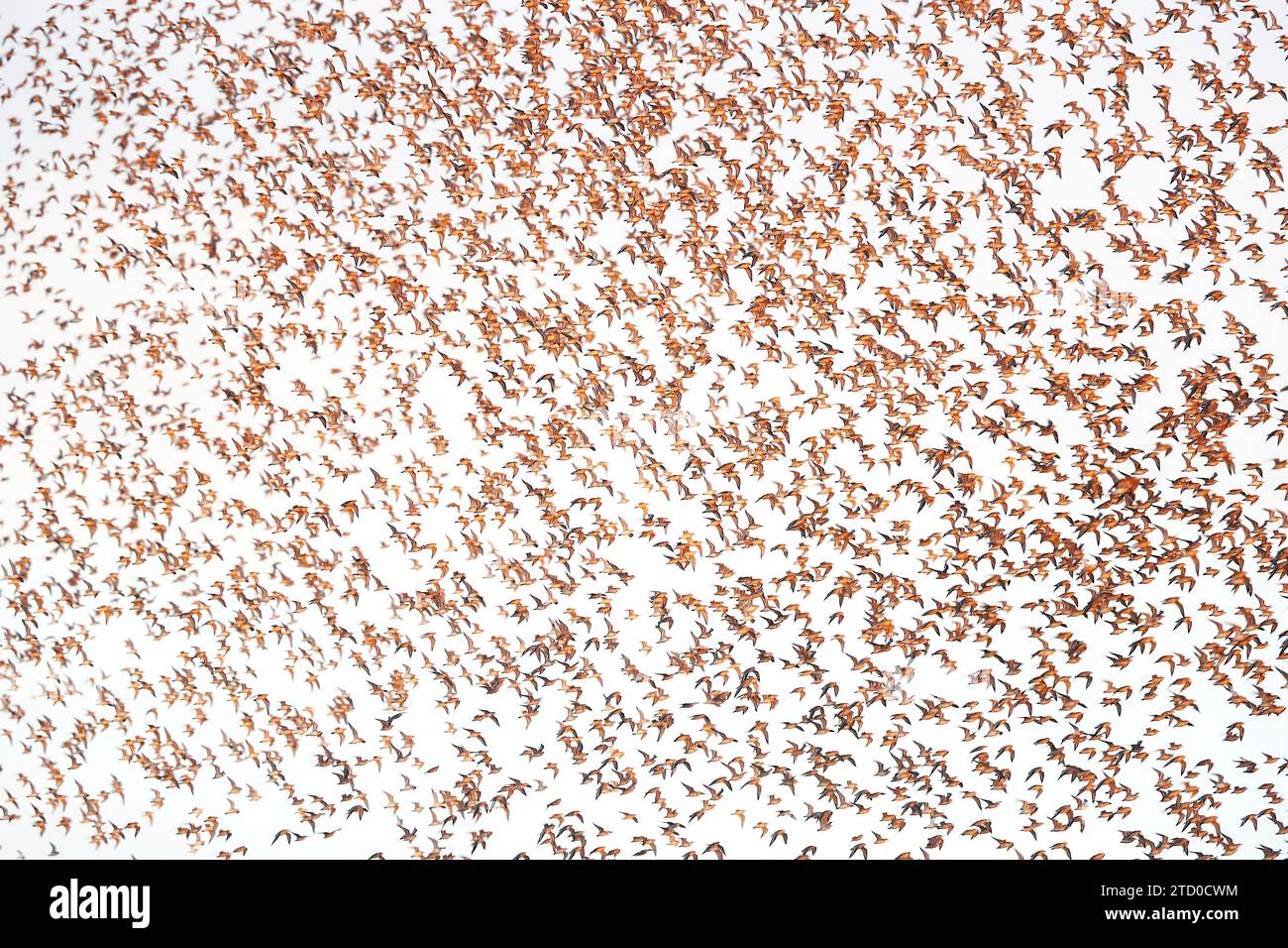 Population patterns hi-res stock photography and images - Alamy