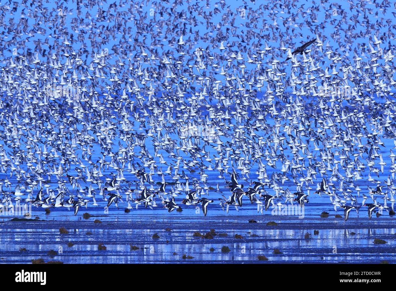 Peregrine falcon hunting in a massive flock of dunlins in mid-flight ...