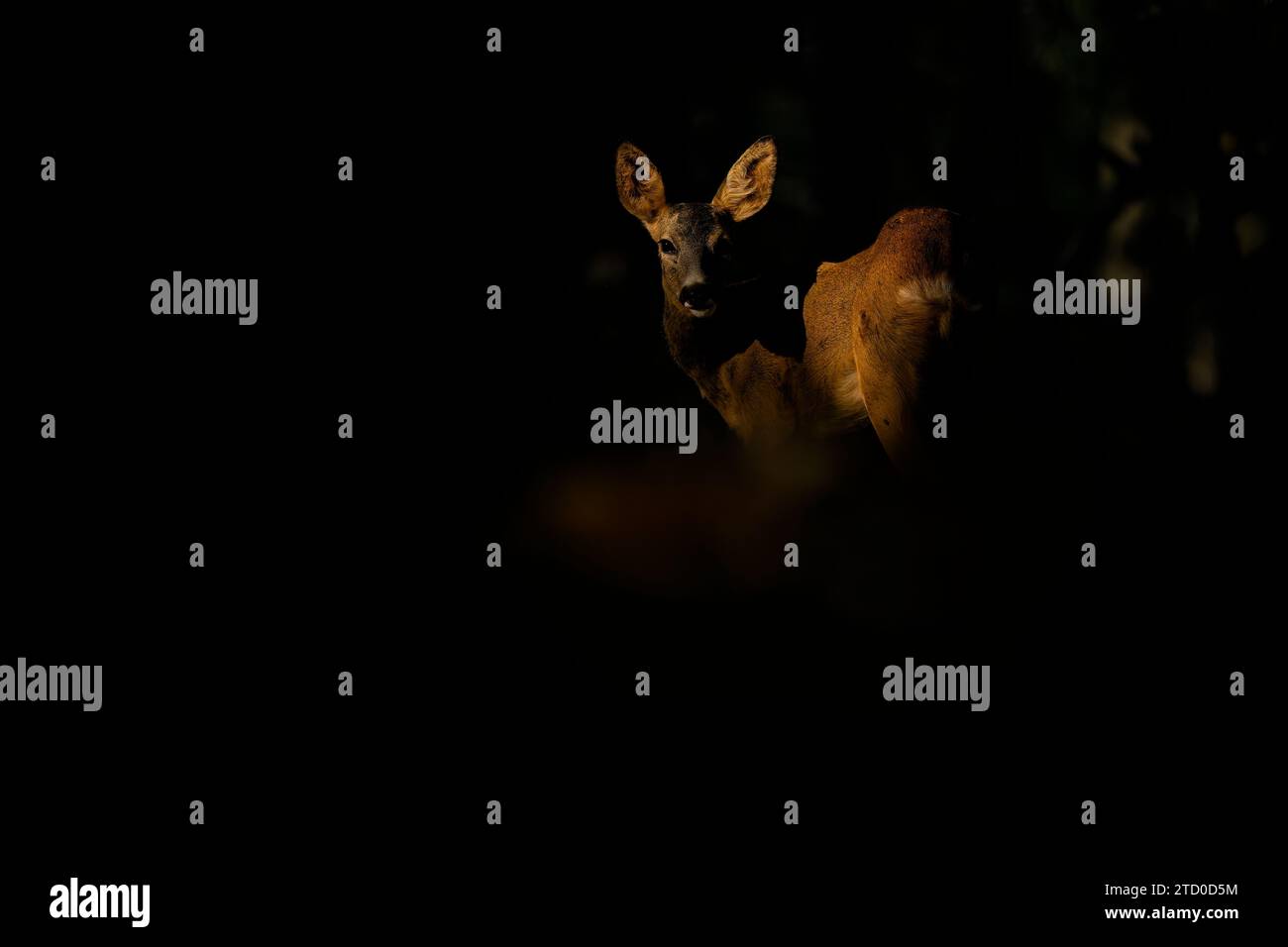 A captivating image of a roe deer peering out from the shadows ...