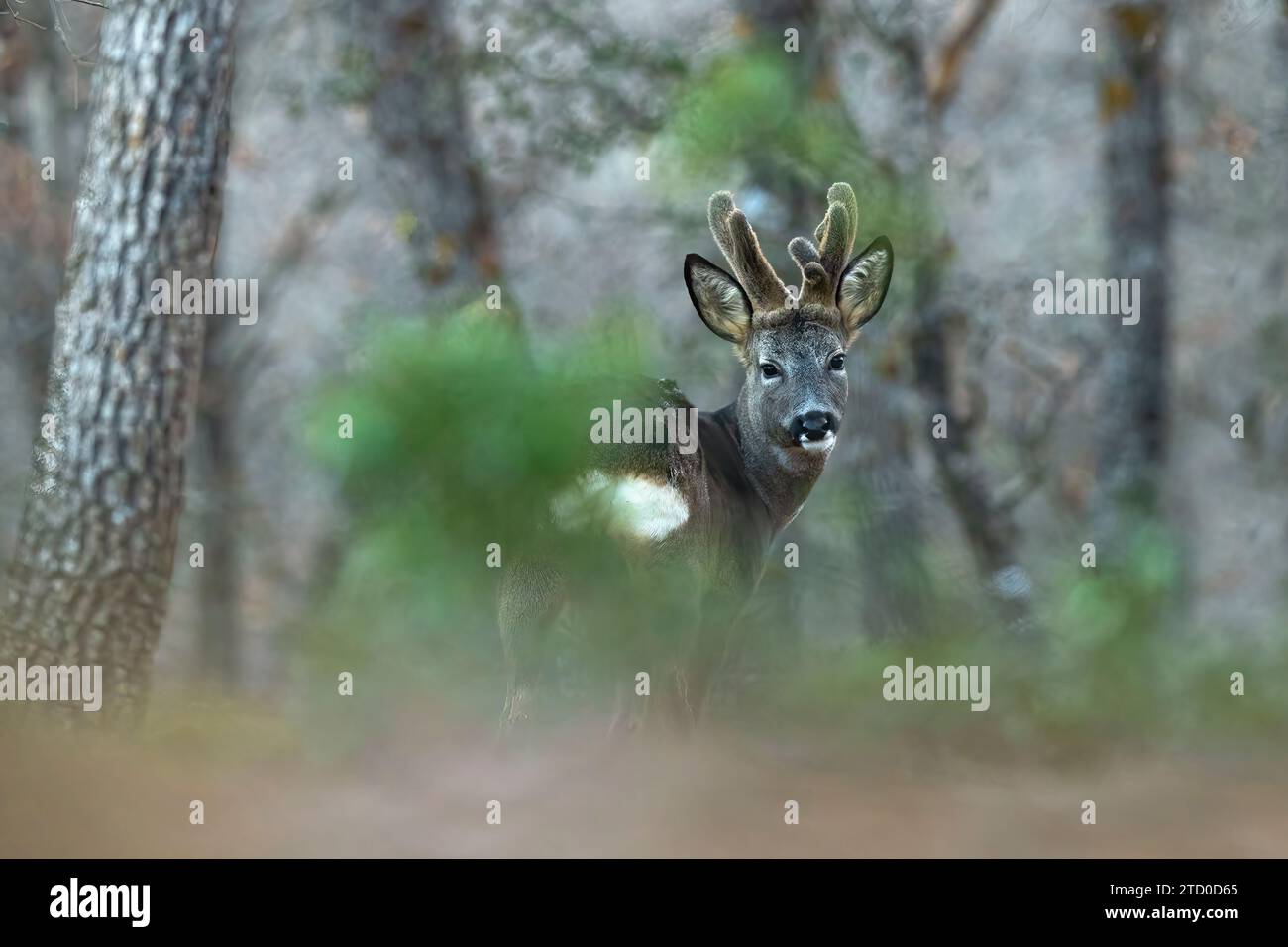 A cautious roe deer with emerging antlers peers curiously through the ...