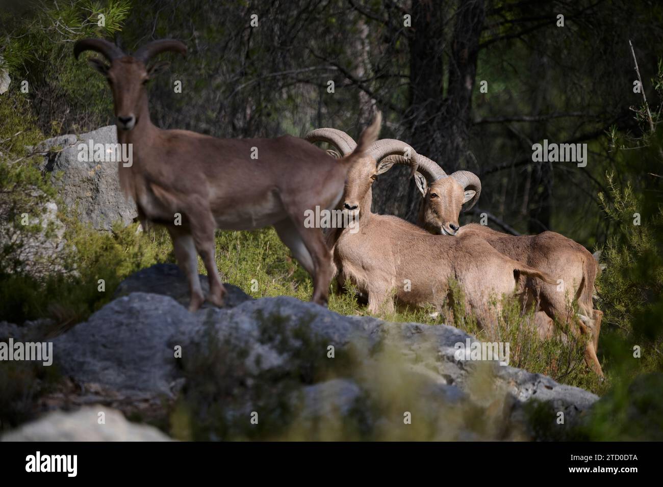 Two prominent horns hi-res stock photography and images - Alamy