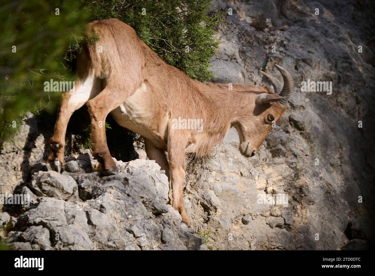A Barbary sheep (Ammotragus lervia) carefully traverses a rugged ...