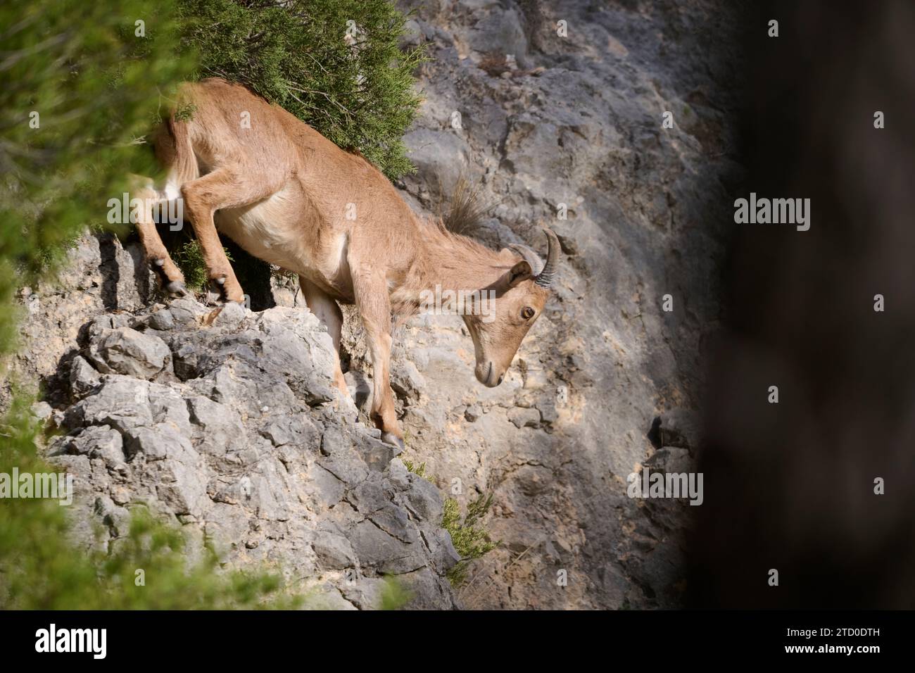 A Barbary sheep carefully descends a steep, rocky cliffside, showcasing ...