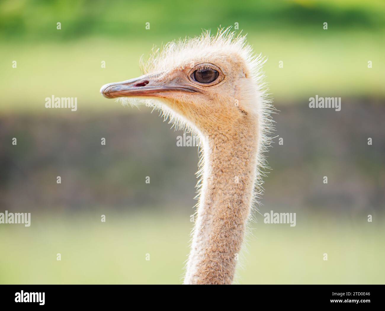 High-resolution image capturing the detailed features of an ostrich's ...