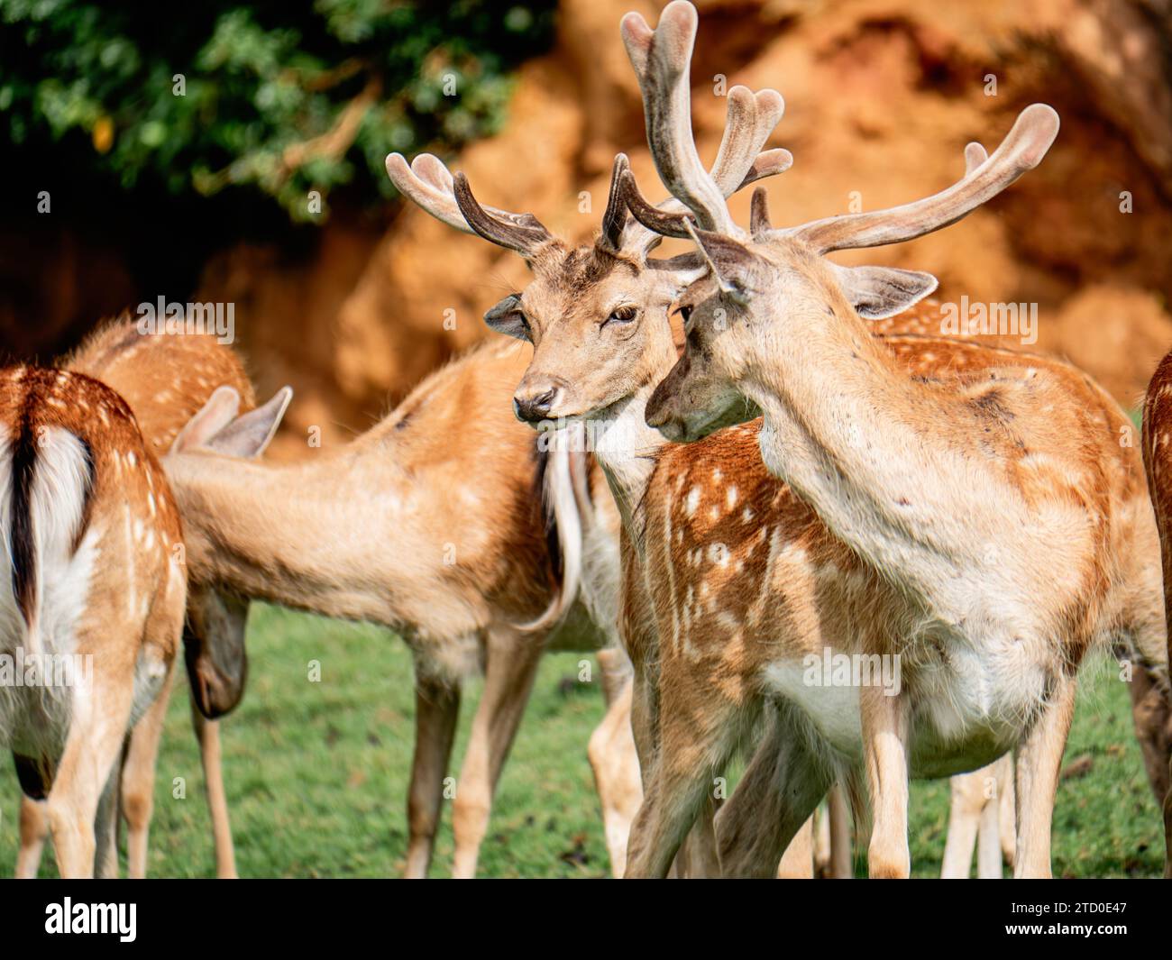 Two fallow Deer axis interacting gently in a natural habitat ...
