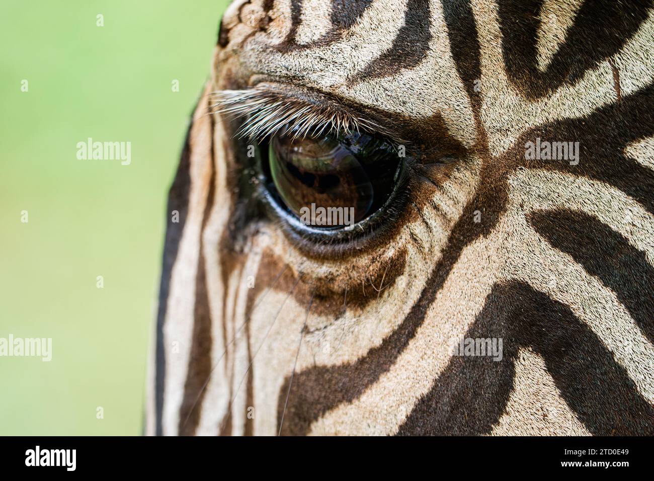 Macro shot capturing the intricate details of a giraffe's eye ...