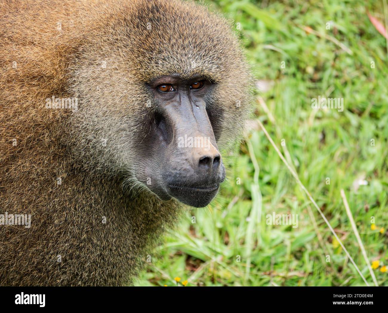 Capturing the natural world hi-res stock photography and images - Alamy