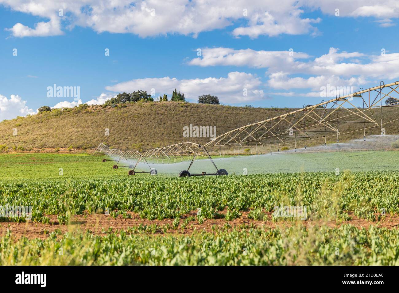 An expansive agricultural field under a clear blue sky, being watered ...