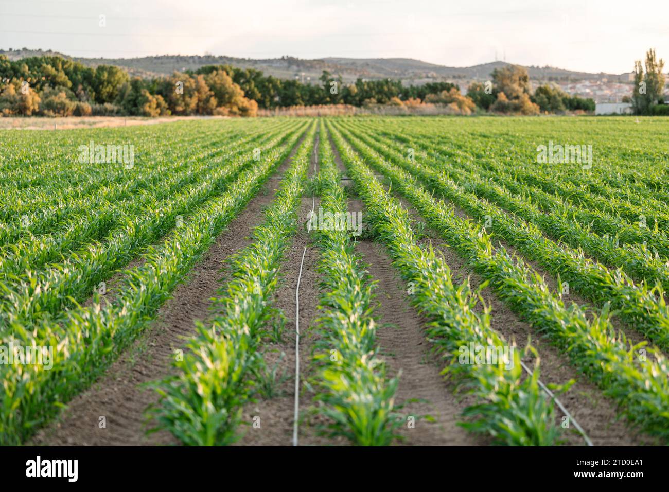 Lush corn plants stretch hi-res stock photography and images - Alamy