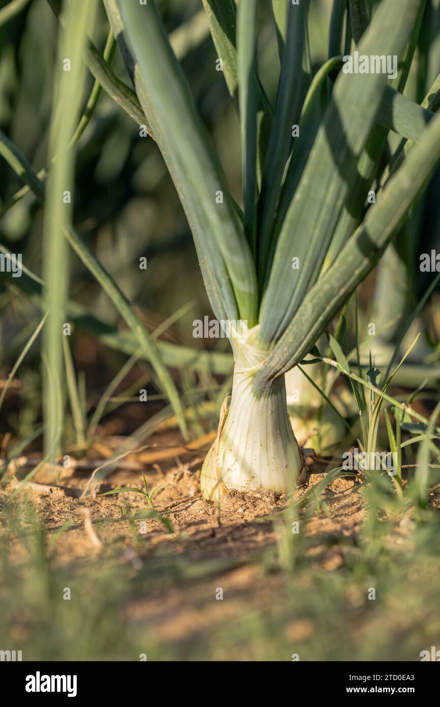 A single onion bulb emerges from fertile soil, showcasing its growth in ...