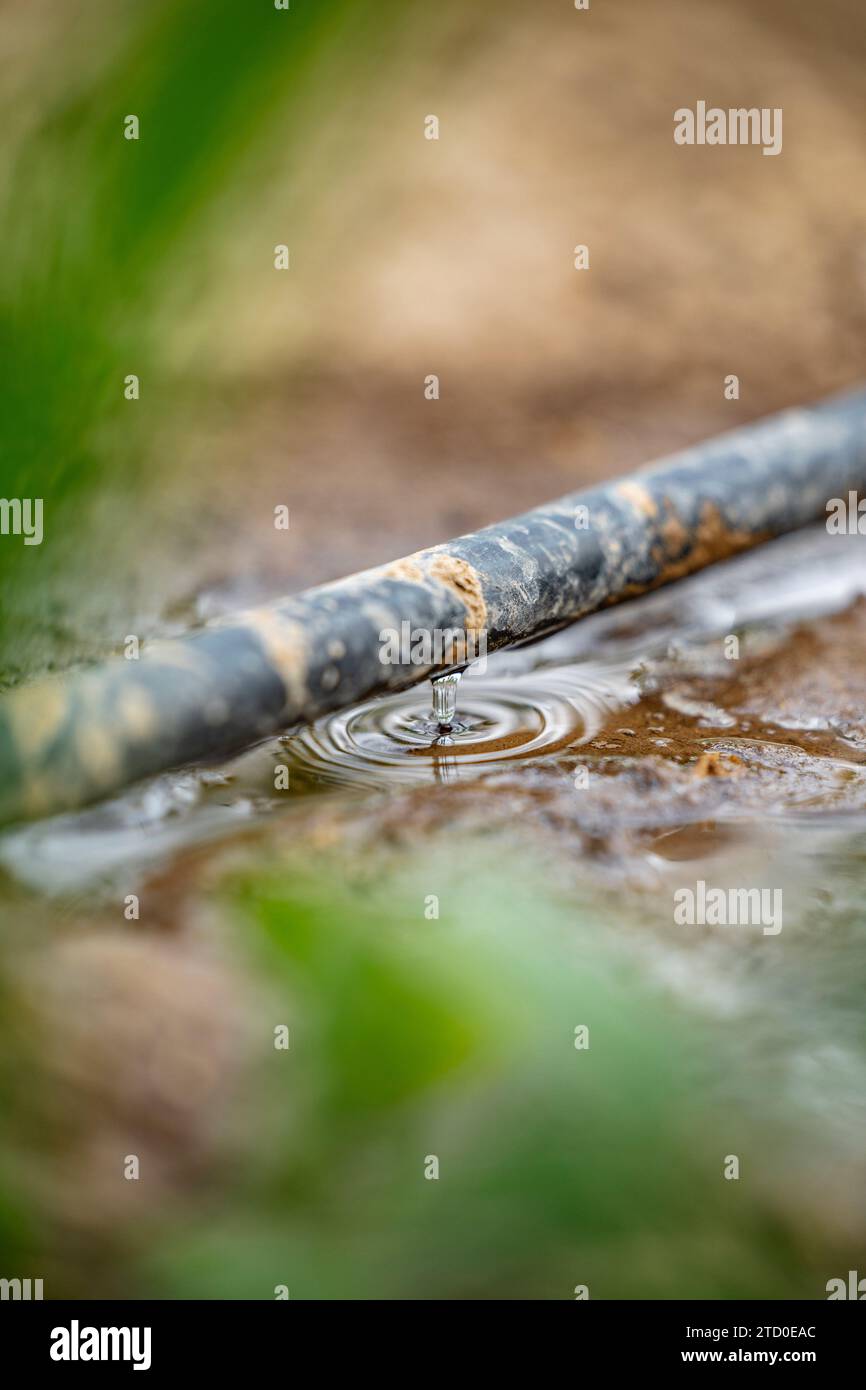 A close-up of a water drop irrigation system hanging from a rusty metal ...
