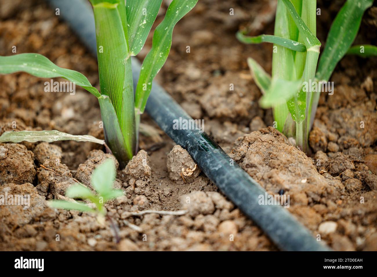 Soil conservation techniques hi-res stock photography and images - Alamy
