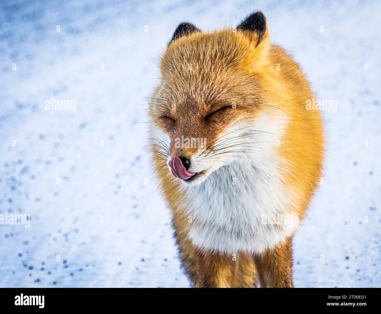 Closeup of adorable furry kitsune fox with eyes closed sticking out ...