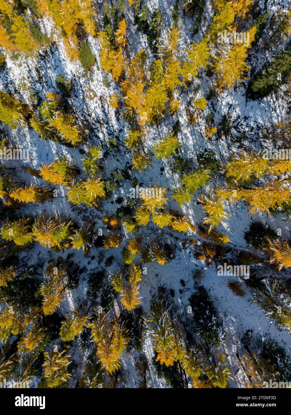 Top down aerial view capturing the stunning contrast between the autumn ...