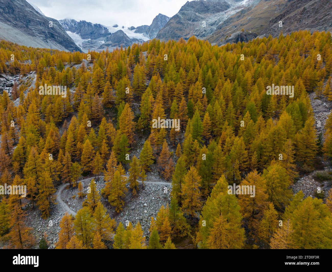 A drone captures the golden hues of larch trees in a mountainous ...