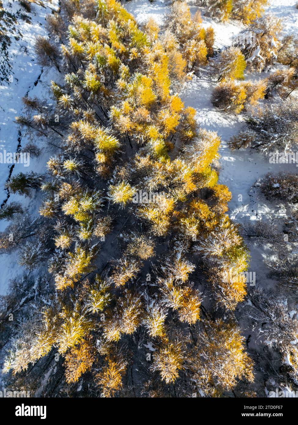 Aerial view of a snowy autumn landscape with golden trees in ...