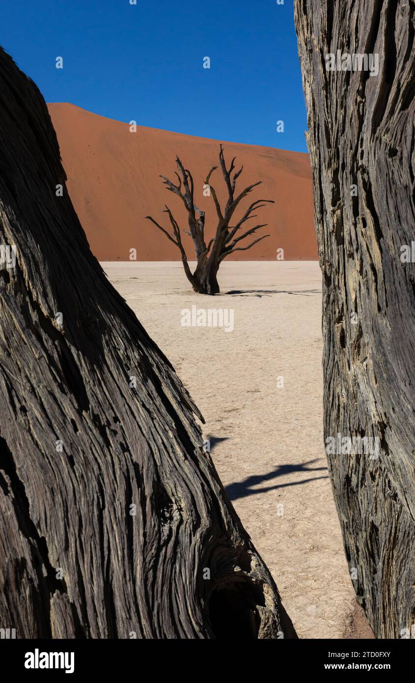Branches of tree frame the view of another petrified tree rising from ...