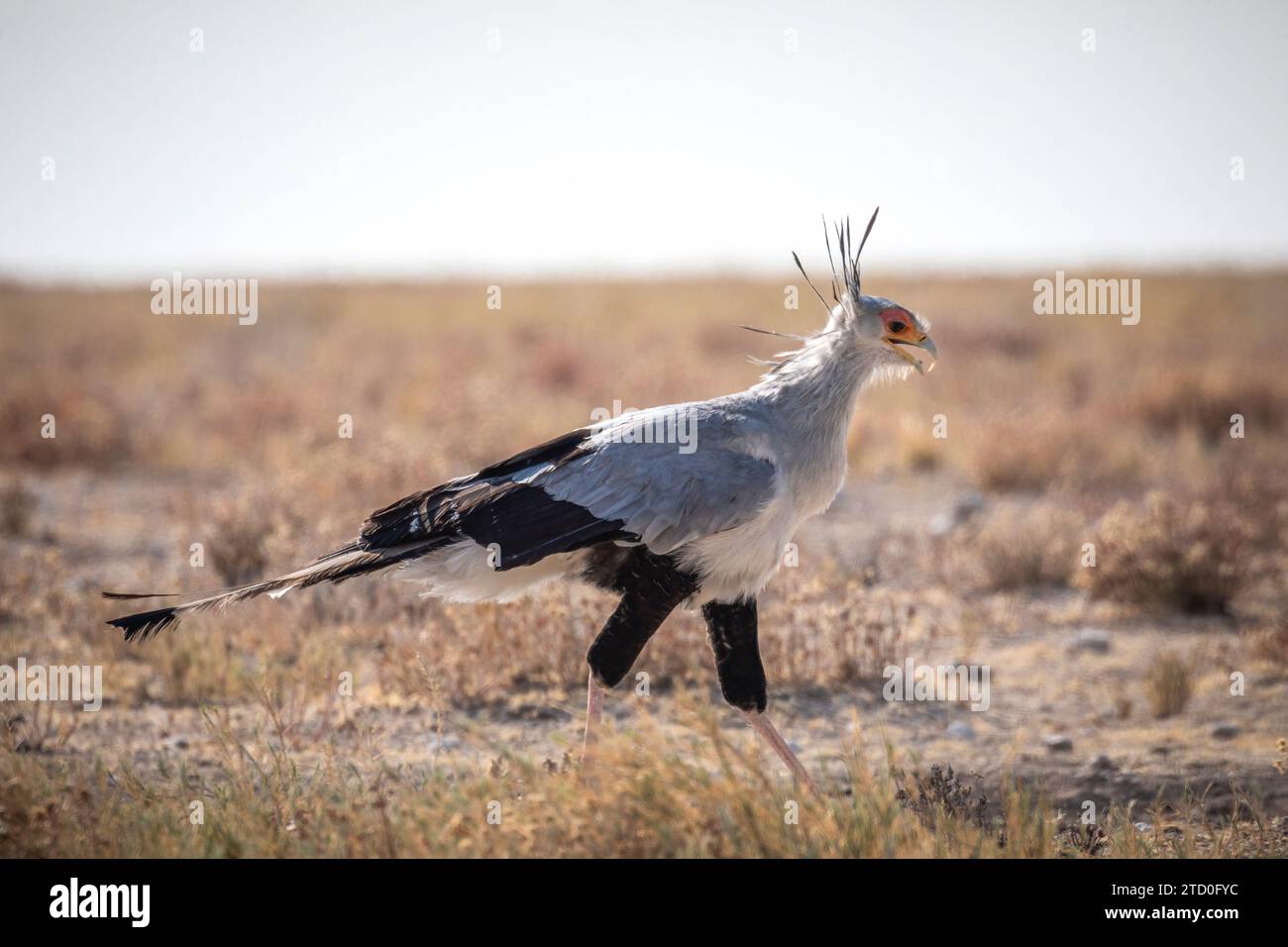 Side view of Secretary bird confidently striding across the Namibian ...
