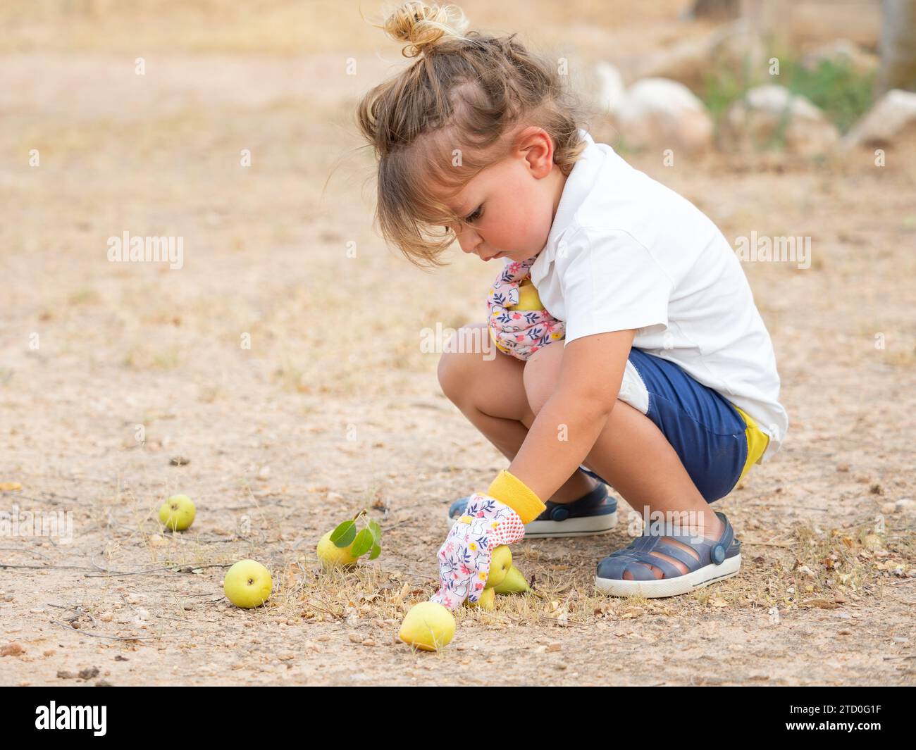 Full body of little boy crouching on ground while picking up fruits ...