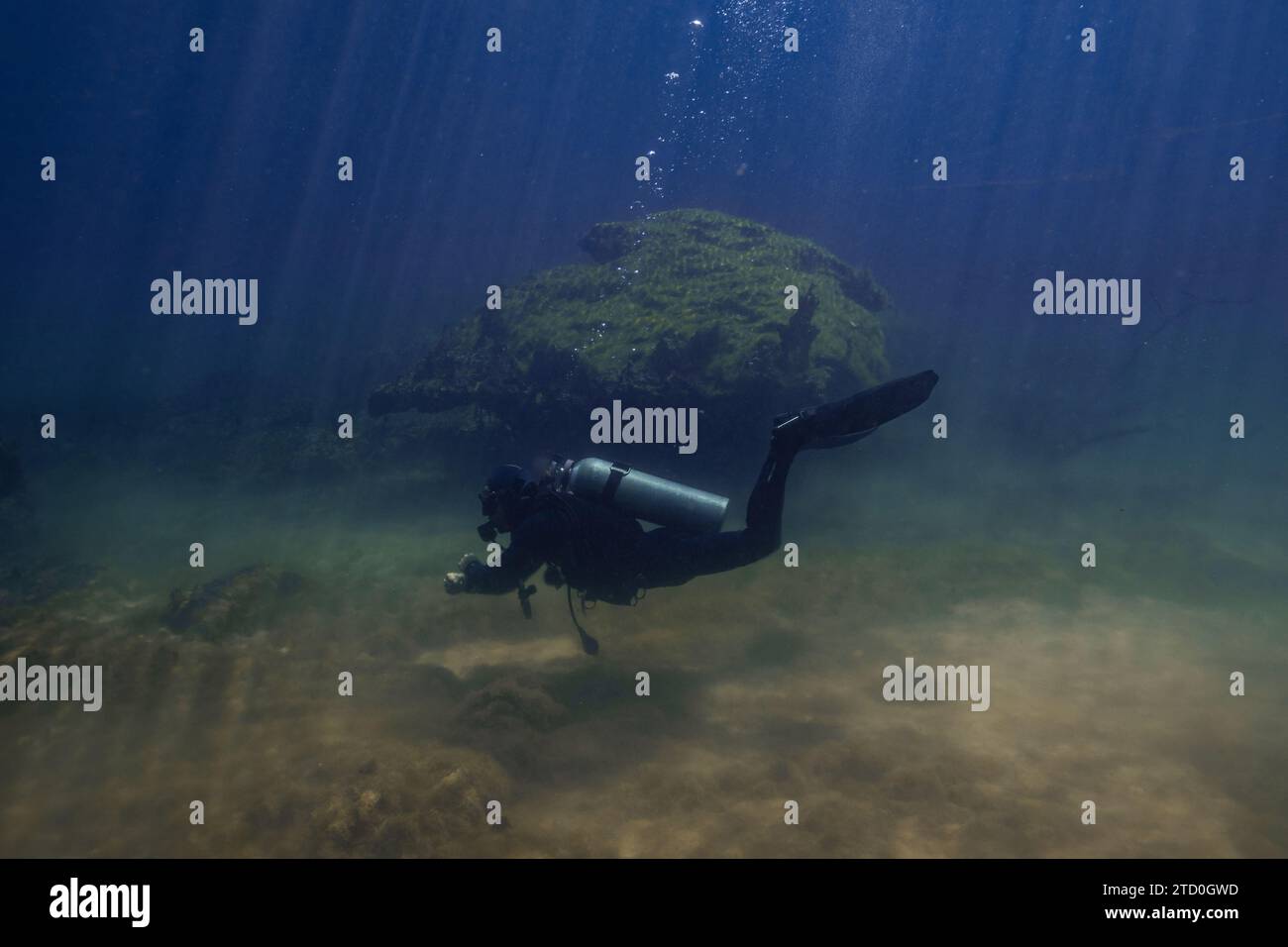 A scuba diver glides through the clear waters amidst the mangroves of ...