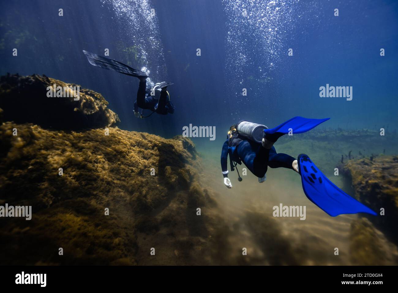 Two scuba divers swim through sunlit waters among the roots of ...