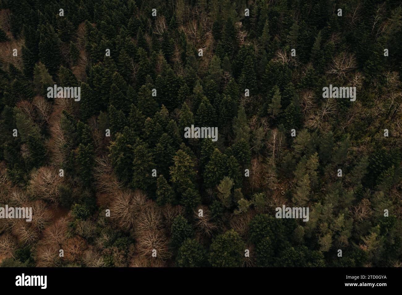 An overhead shot capturing the lush, evergreen expanse of a dense forest within the Ordesa ...