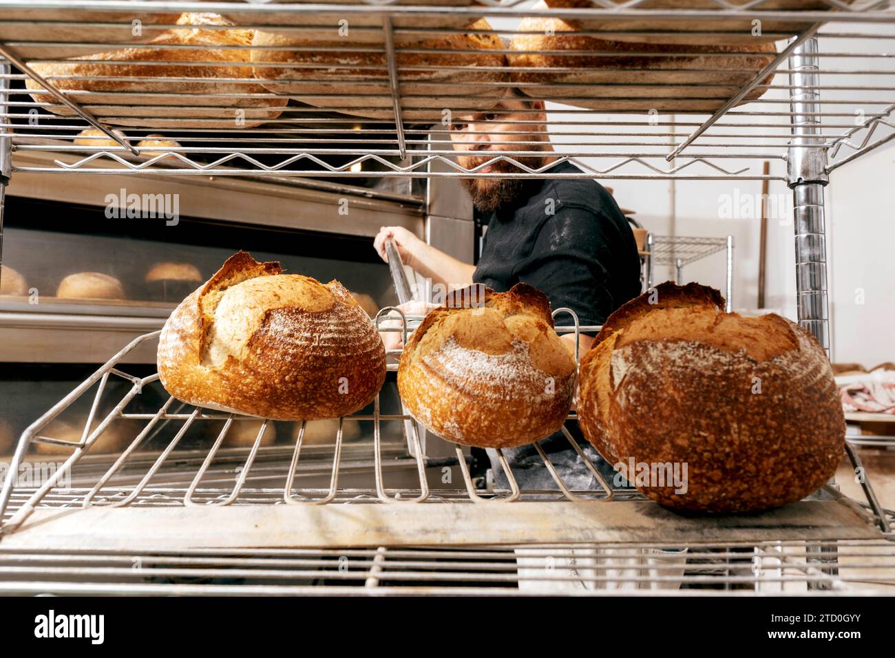 Bearded mature male baker taking out freshly baked loaves of delicious ...