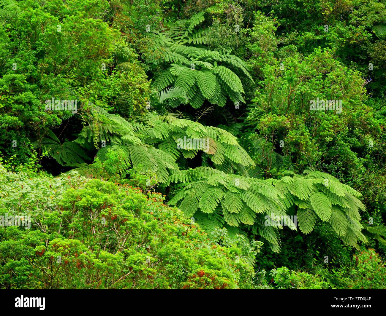 green background of dense tropical vegetation in jungle, Reunion island ...
