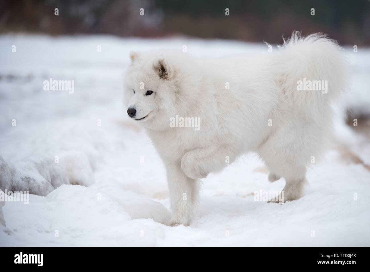 The dog's paws are cold. Samoyed white dog Stock Photo - Alamy