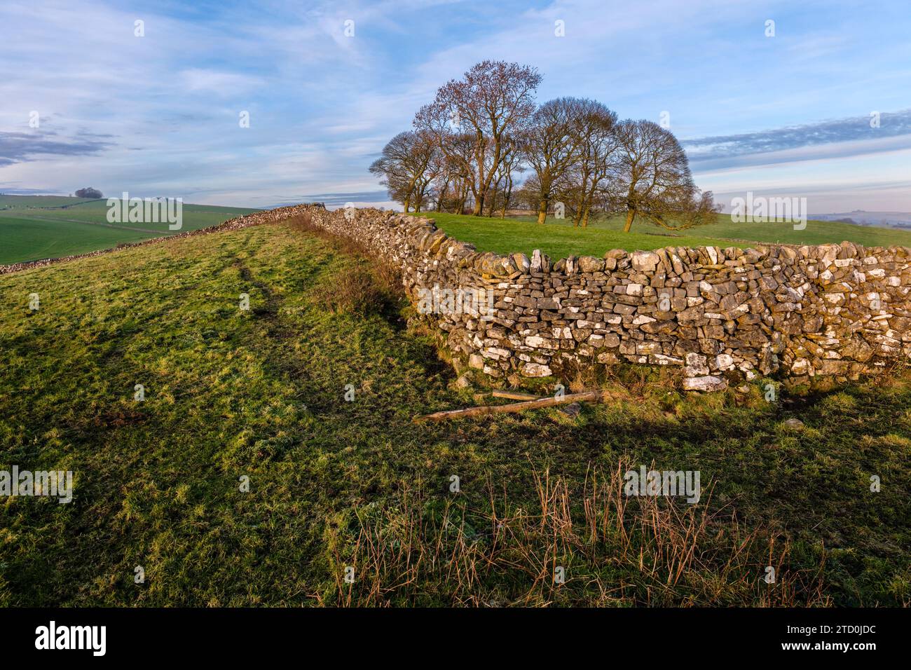 A dry stone wall and grove of sycamore trees - a typical White Peak ...