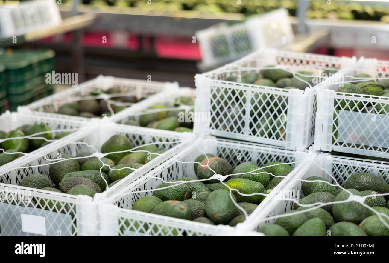 Fresh fruit avocado in crates after packaging, warehouse at mango ...
