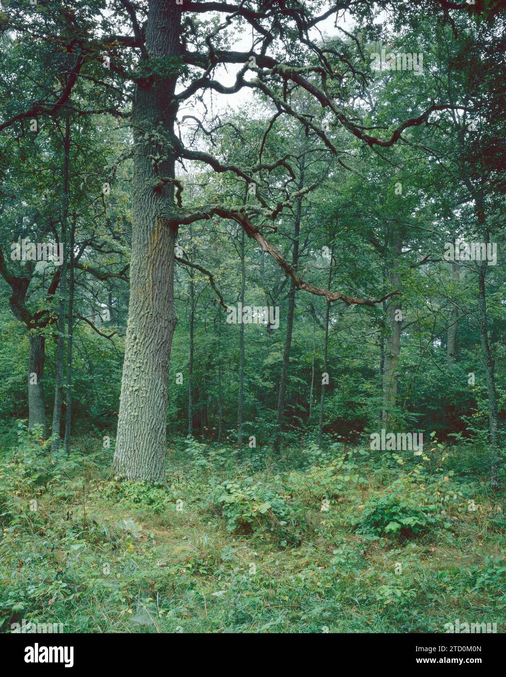 Oak tree, Sweden Stock Photo - Alamy