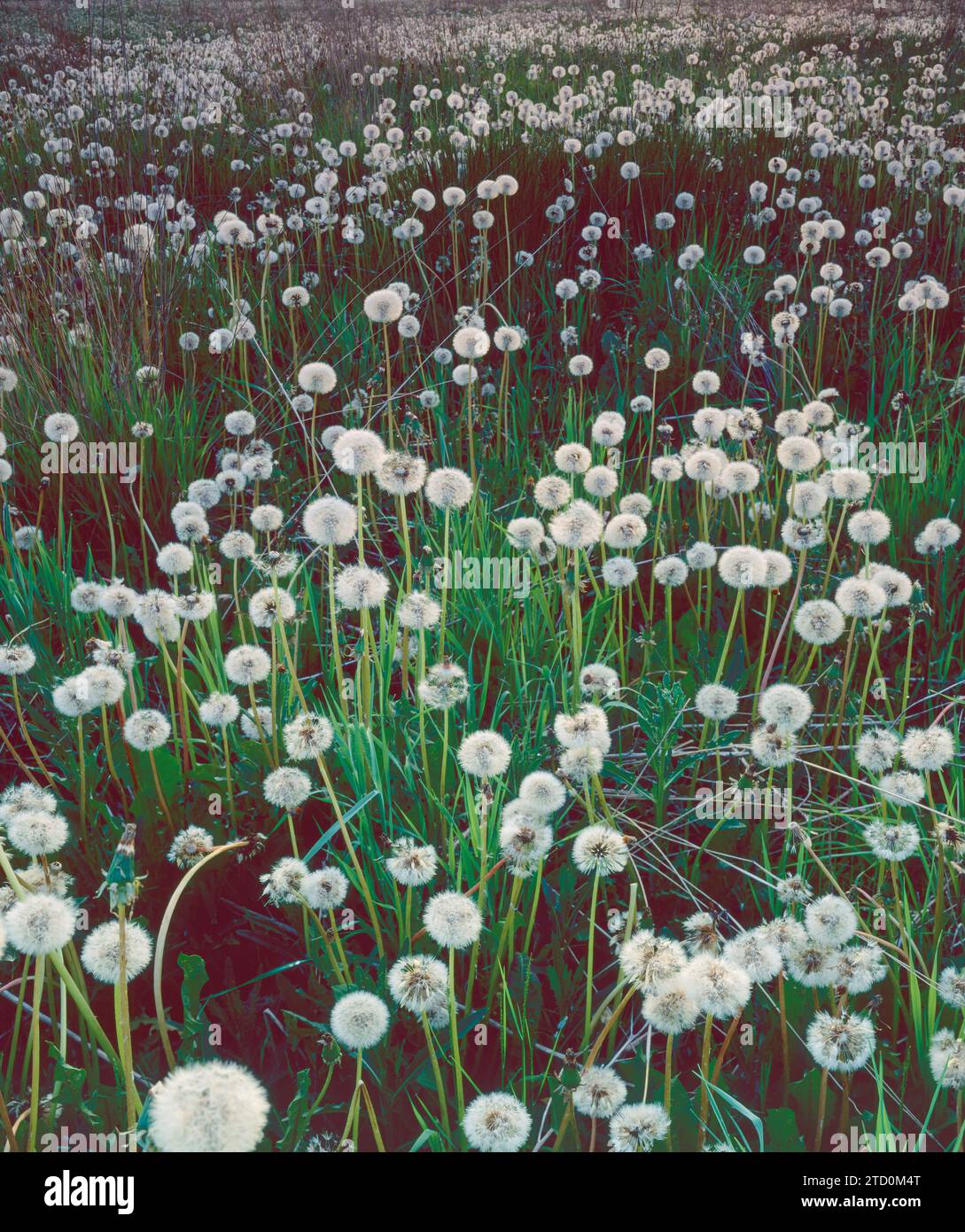 Utblommad hi-res stock photography and images - Alamy