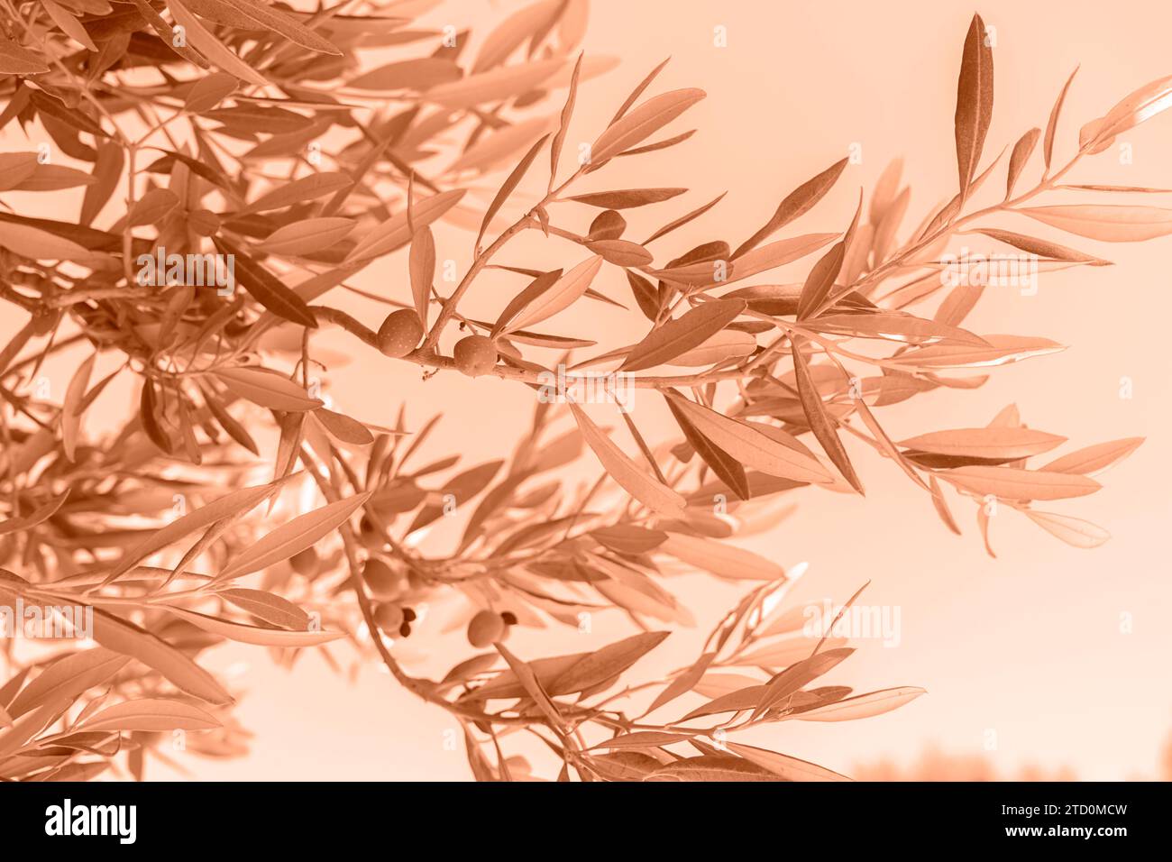 Olive branches with young fruits, Easter background tinted in color of ...