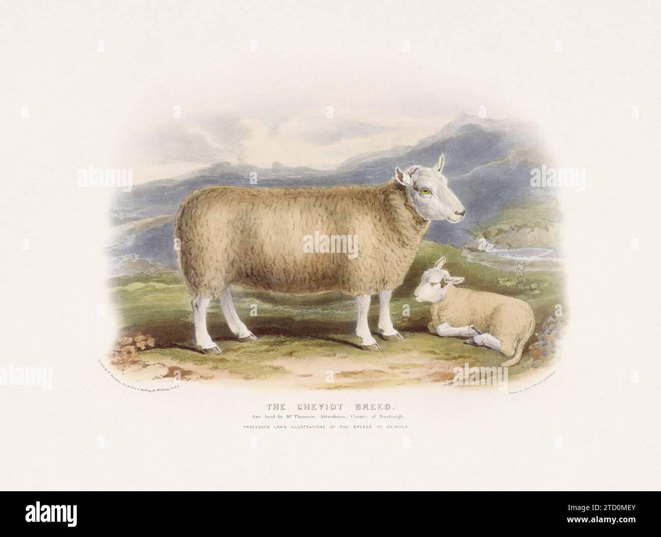 Vintage Sheep illustration from a mid-19th-century book on domestic ...