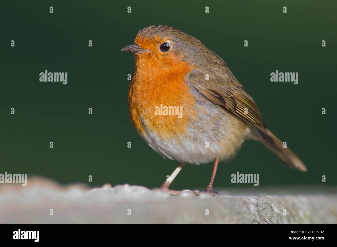 Robin perched on a garden wall Stock Photo - Alamy