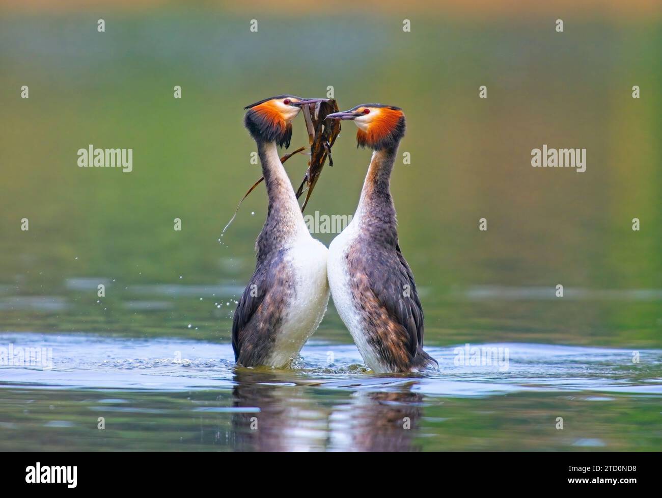 Great Crested Grebes in courtship doing the weed dance display Stock ...