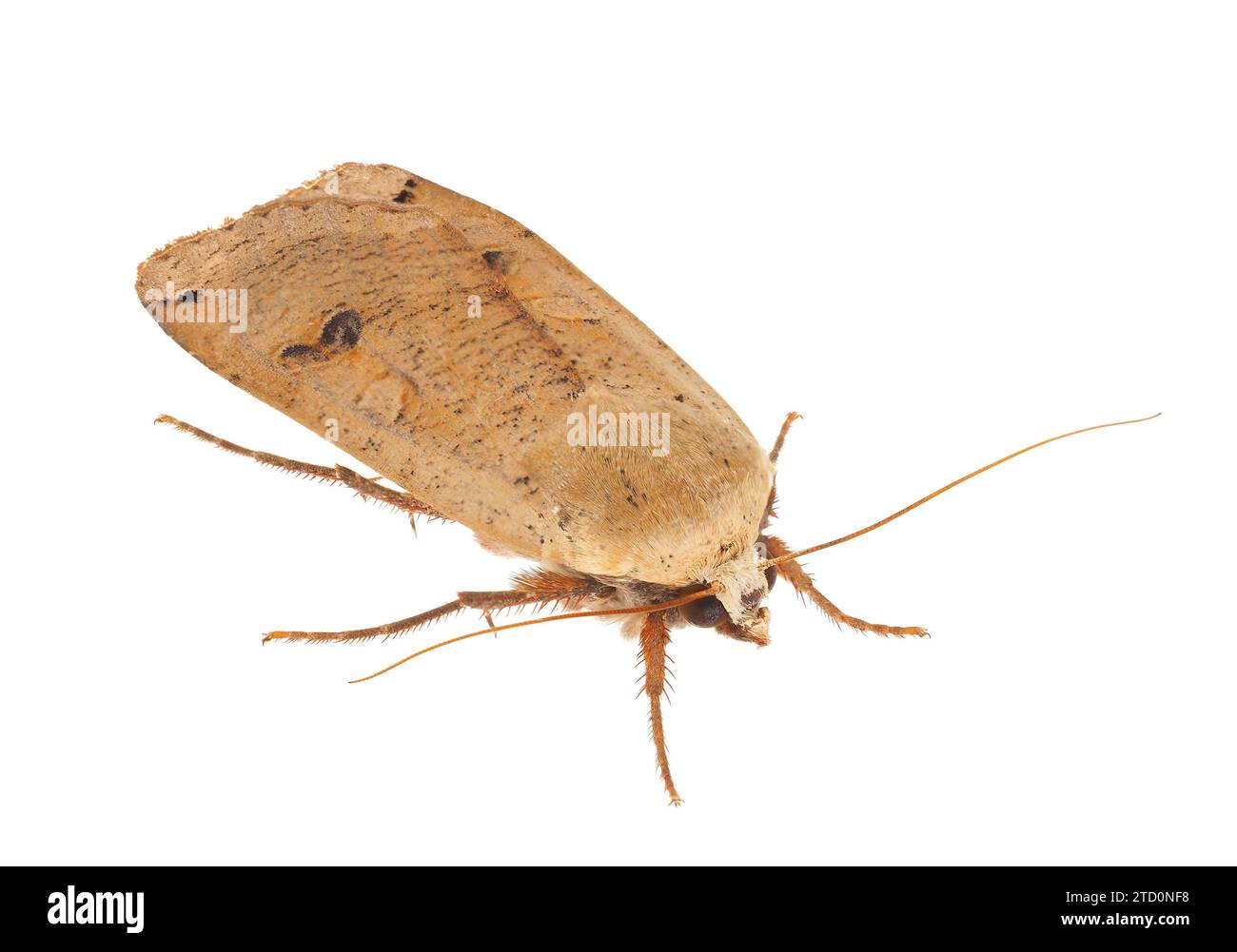 Large yellow underwing moth isolated on white background, Noctua ...