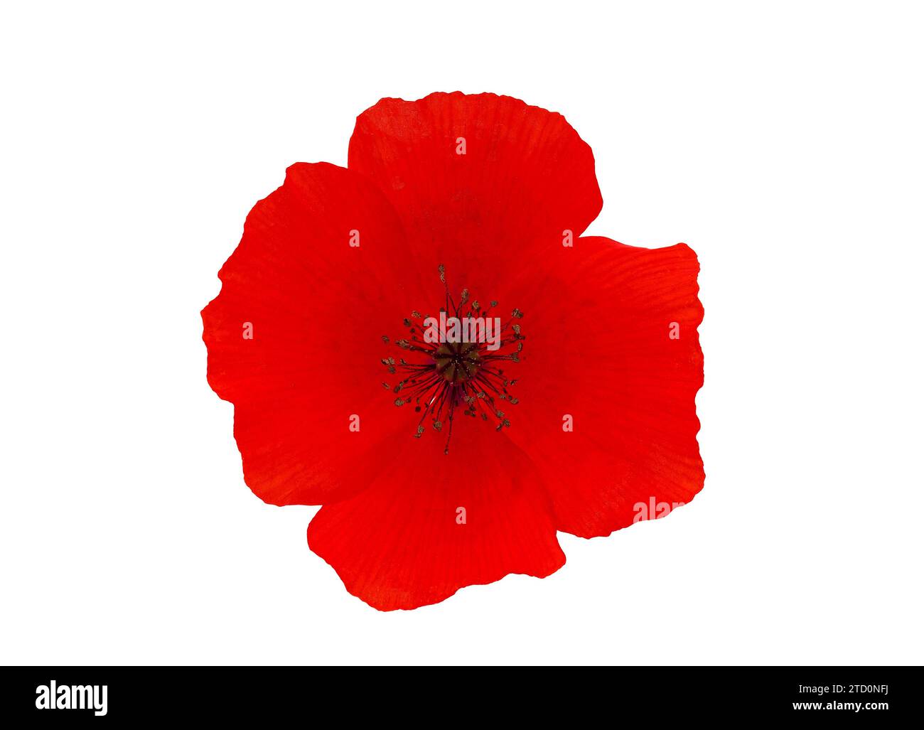 Common poppy red flower isolated on white background, Papaver rhoeas ...