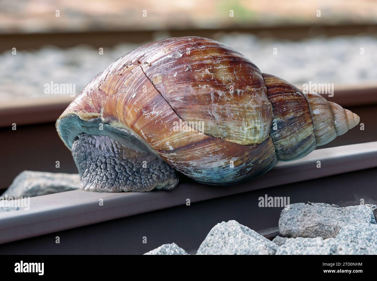 A large snail is crawling on the railway track Stock Photo - Alamy