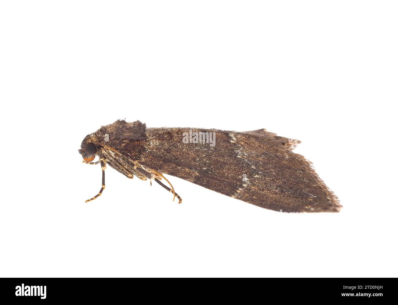 Tissue moth isolated on white background, Triphosa dubitata Stock Photo ...