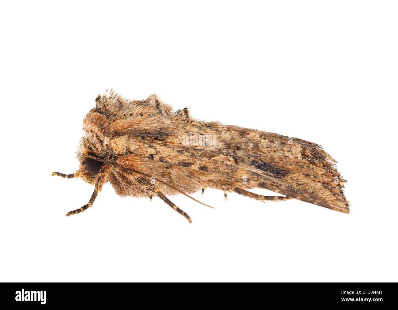 Nutmeg moth isolated on white background, Hadula trifolii Stock Photo ...