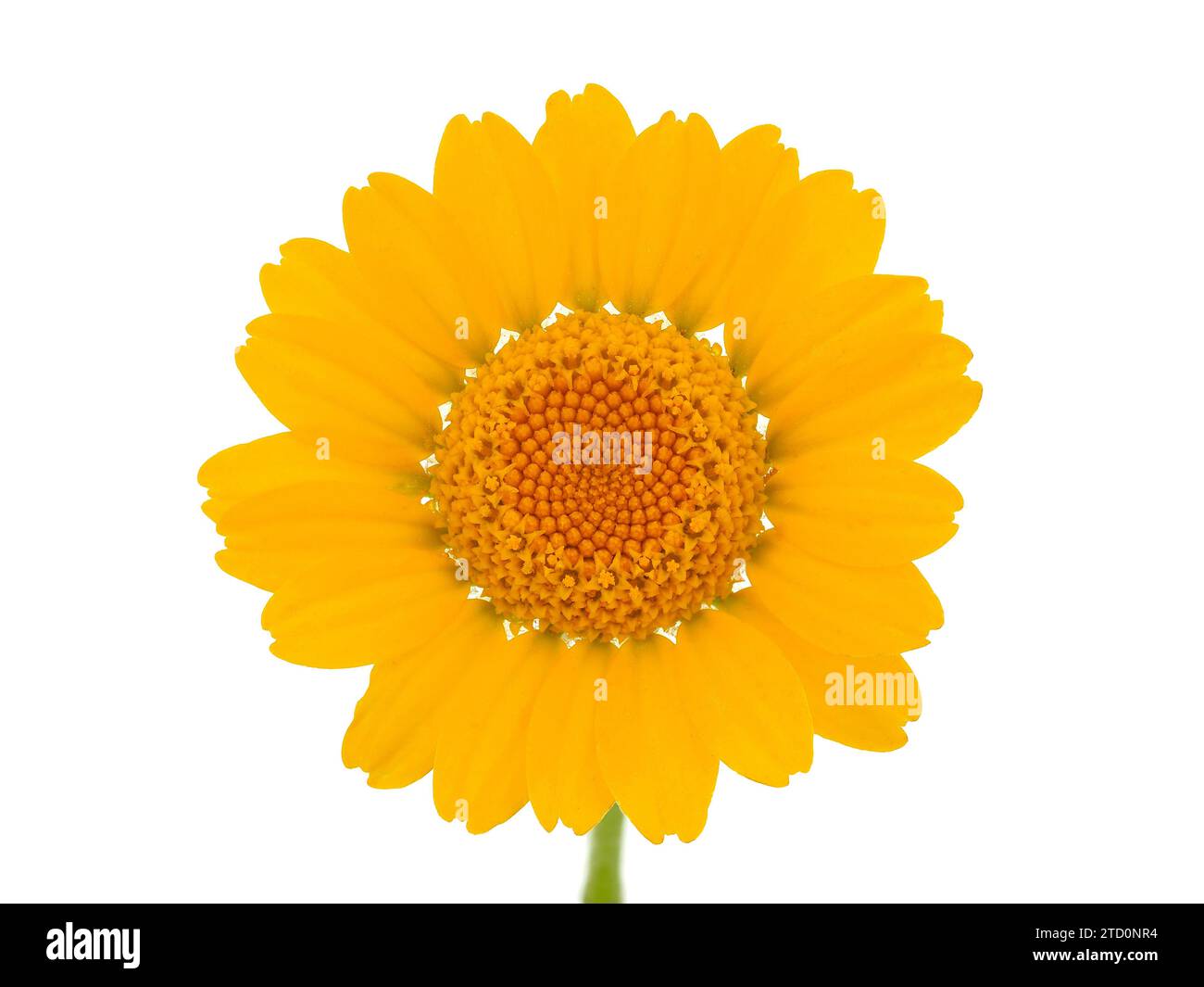 Yellow Anacyclus flower isolated on white background, Anacyclus ...