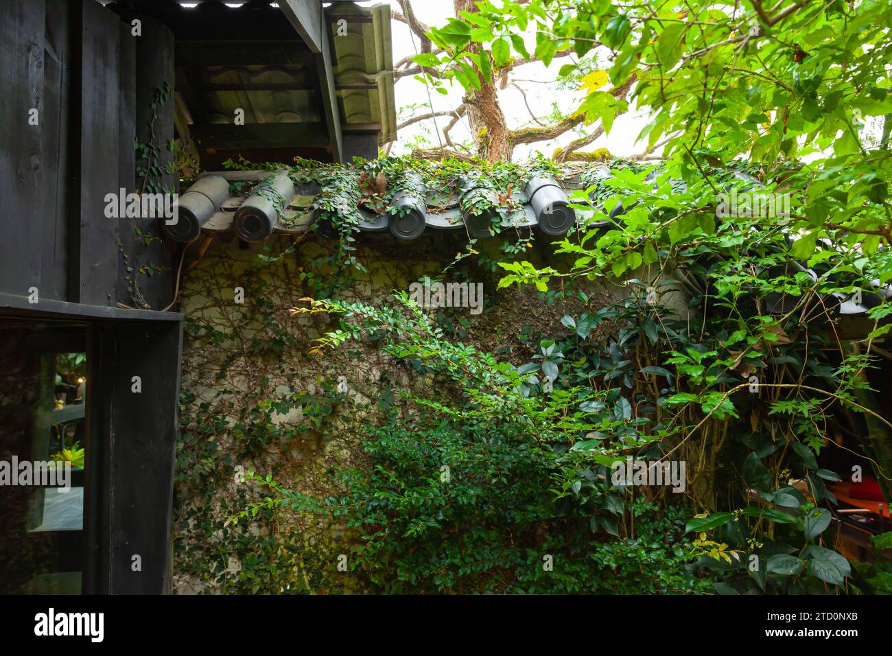 Fern garden japanese hi-res stock photography and images - Alamy