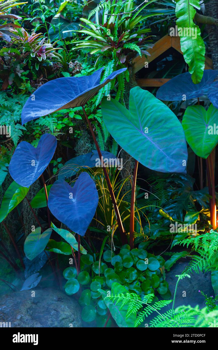 Elephant ear plant in dark tropical rain forest garden with the morning ...