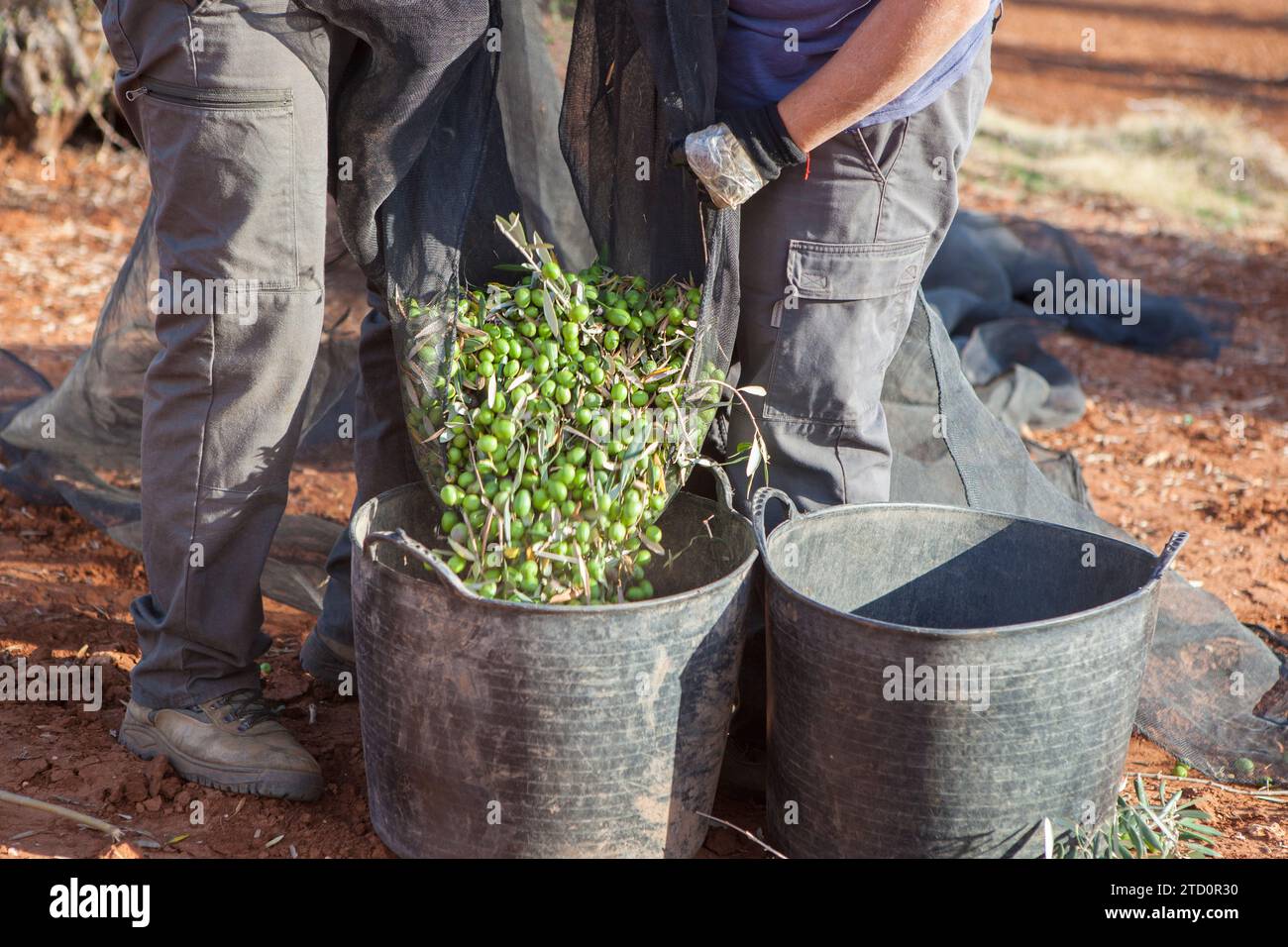 Olive grove with two olive pickers hi-res stock photography and images ...