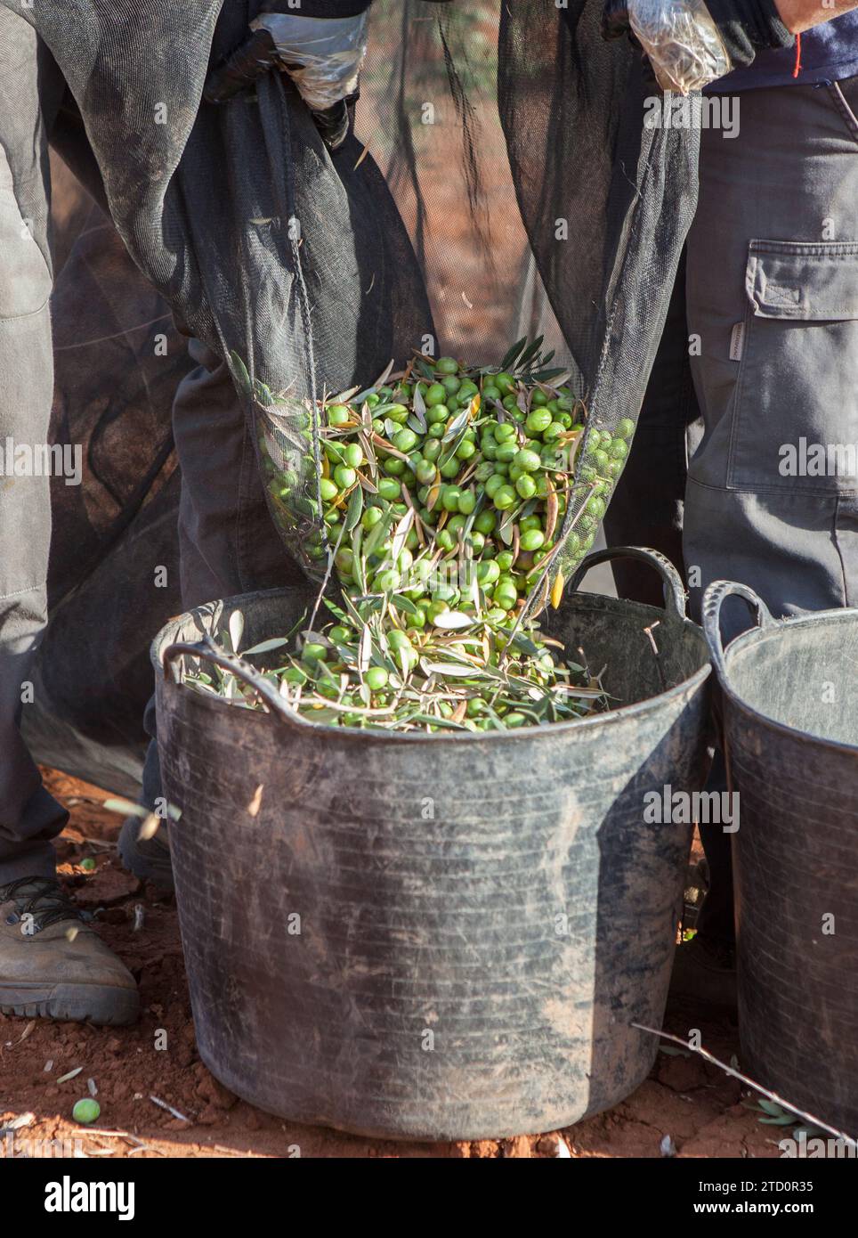 Laborers couple transfers olives from collection net to the harvesting ...