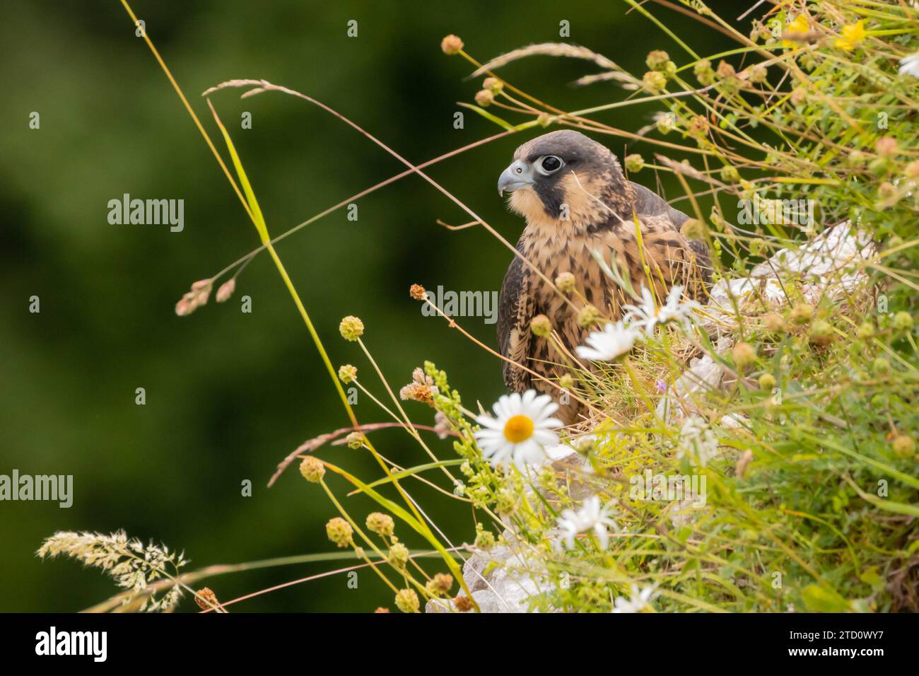Peregrine (Falco peregrinus) fledgling Stock Photo - Alamy