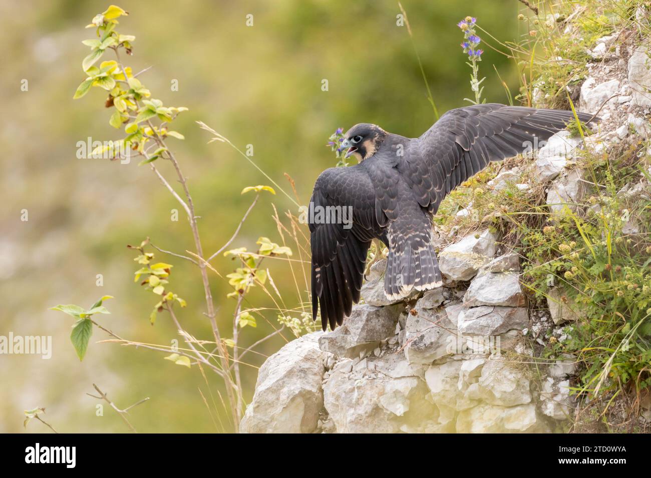Peregrine (Falco peregrinus) fledgling Stock Photo - Alamy